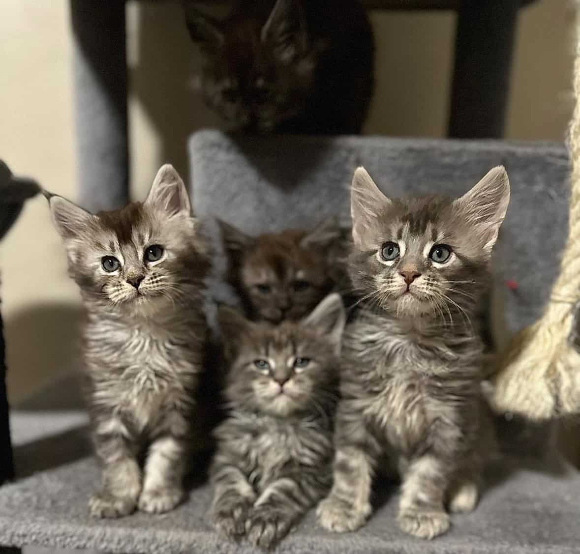 Maine Coon Kittens For Sale - Top Maine Coon Cattery in PA