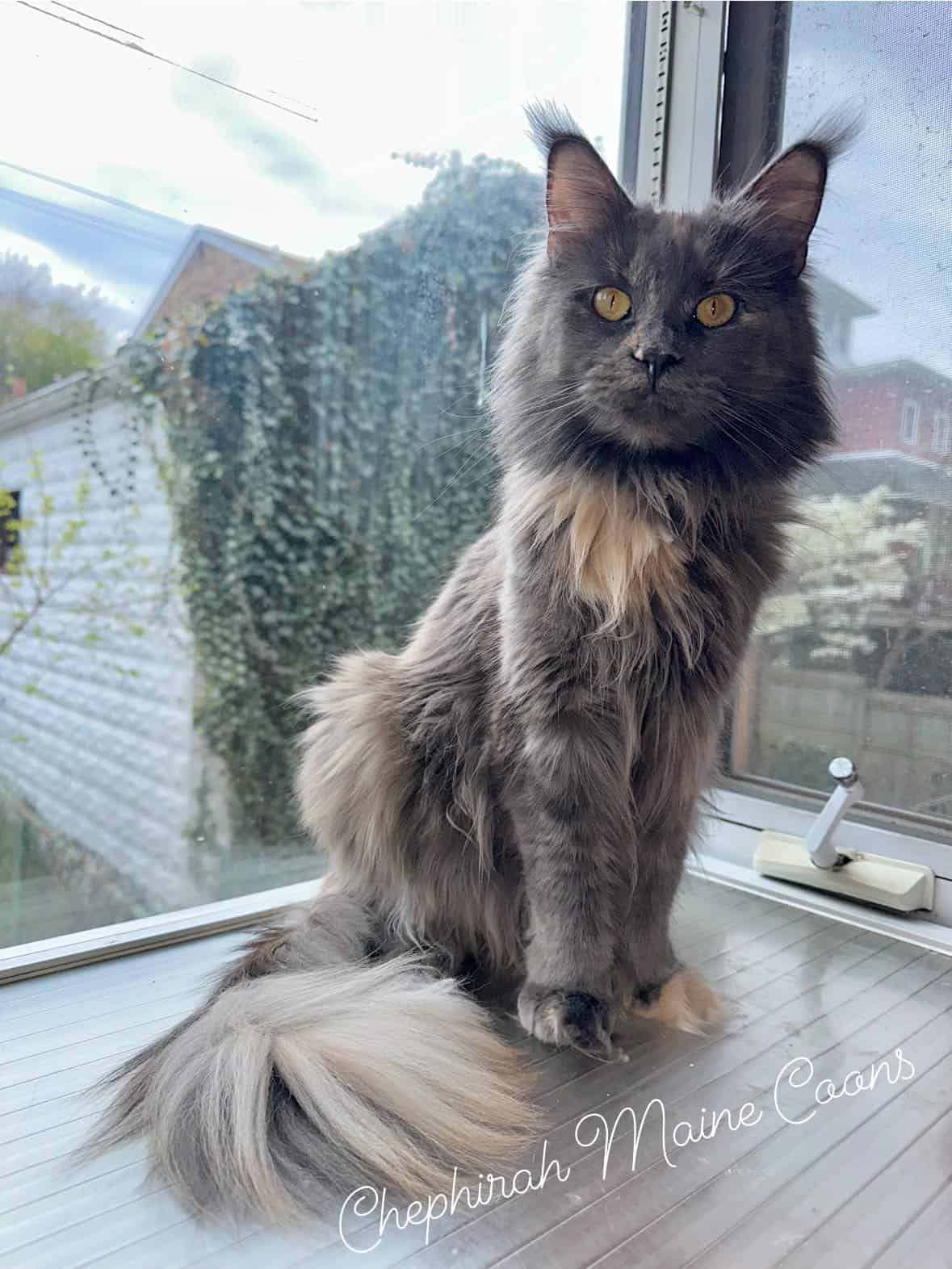 Maine Coon Kittens For Sale - Top Maine Coon Cattery in PA