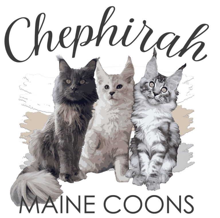 Available Maine Coon Kittens - Chephirah Maine Coons